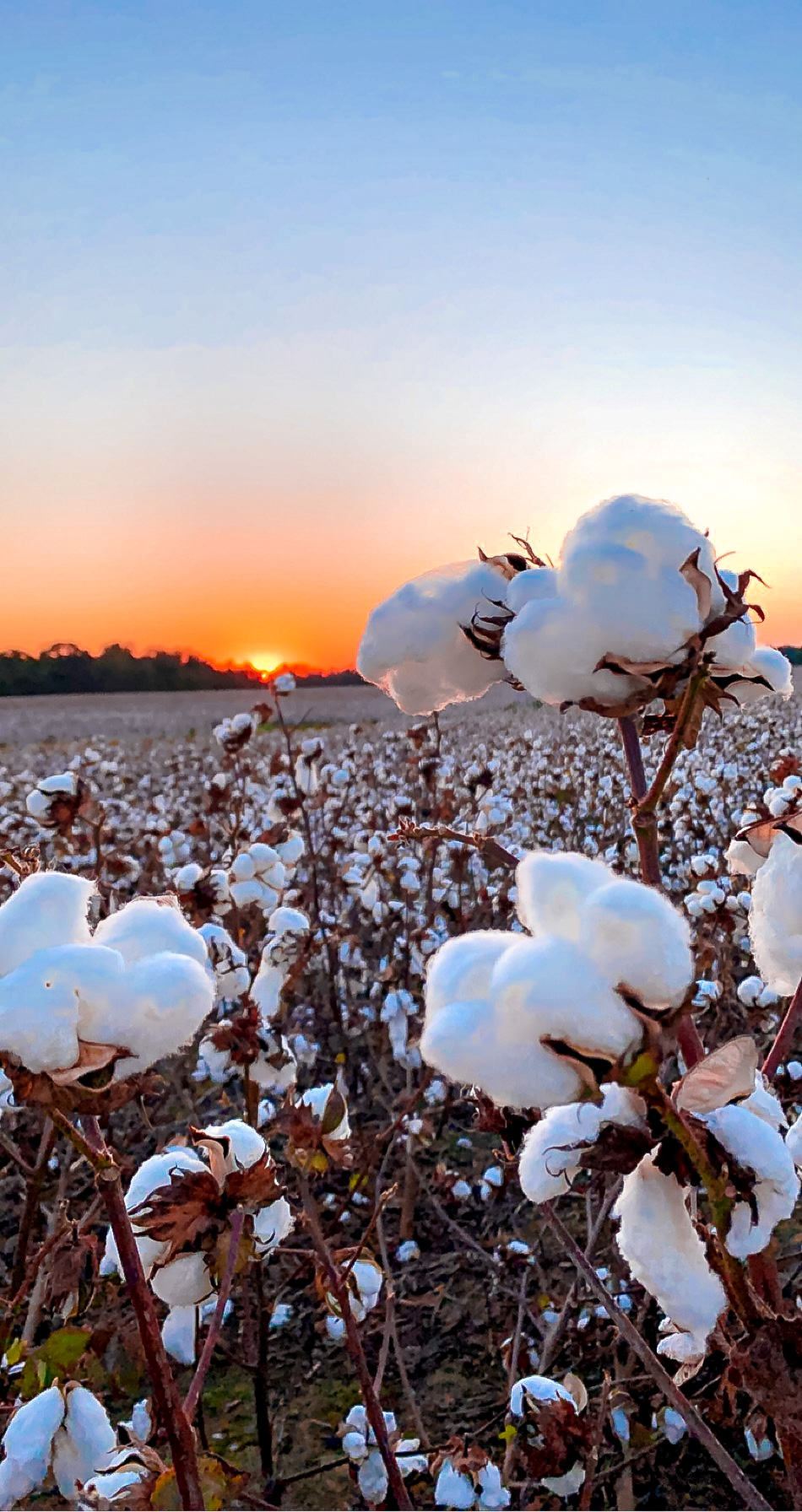 Farming Feeds Alabama Photo Contest Winners Announced - Alabama Farmers ...