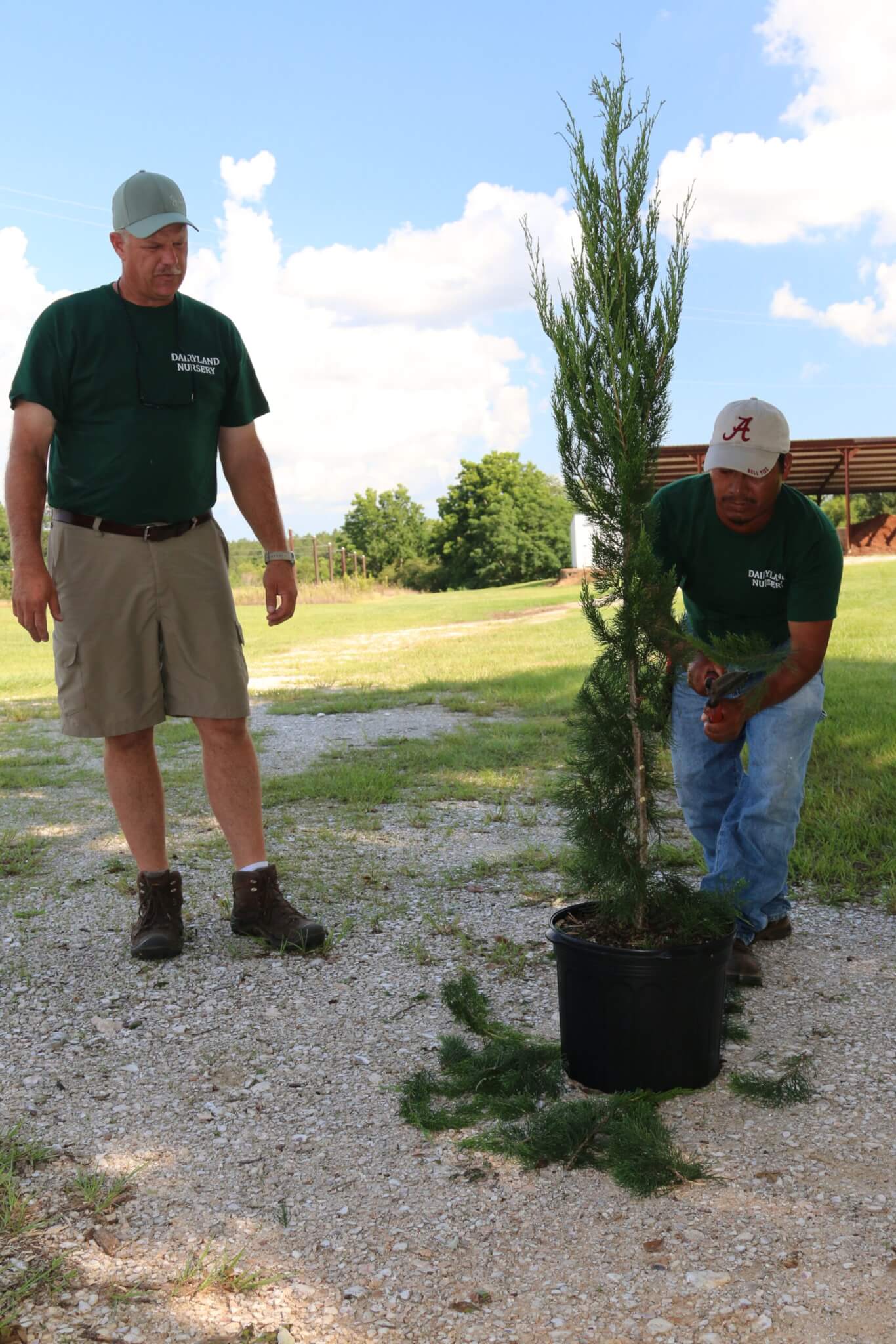 Guest Workers Showcase Skills on Alabama Farms - Alabama Farmers Federation