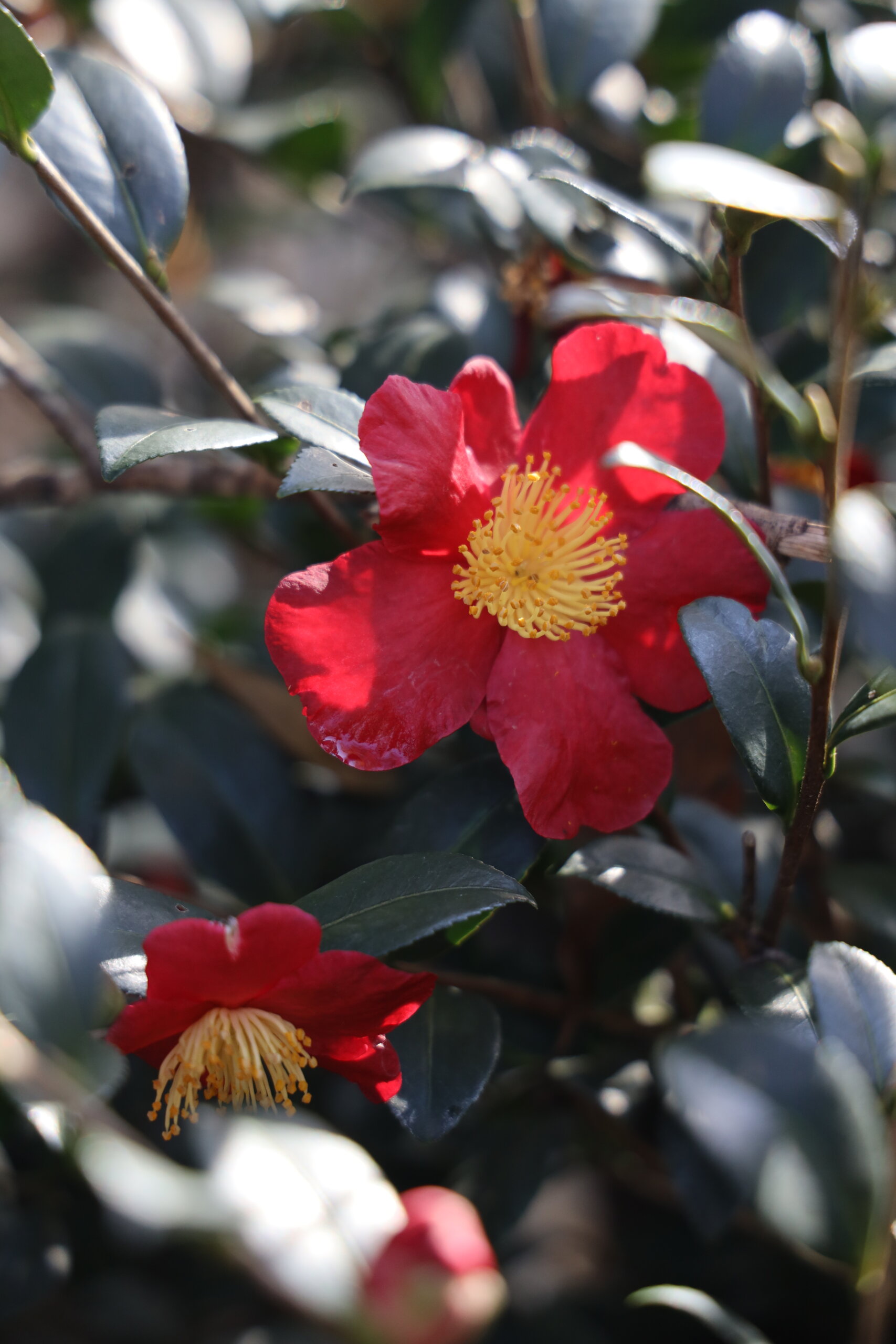 Heritage Blooms at Little Mountain Growers - Alabama Farmers Federation