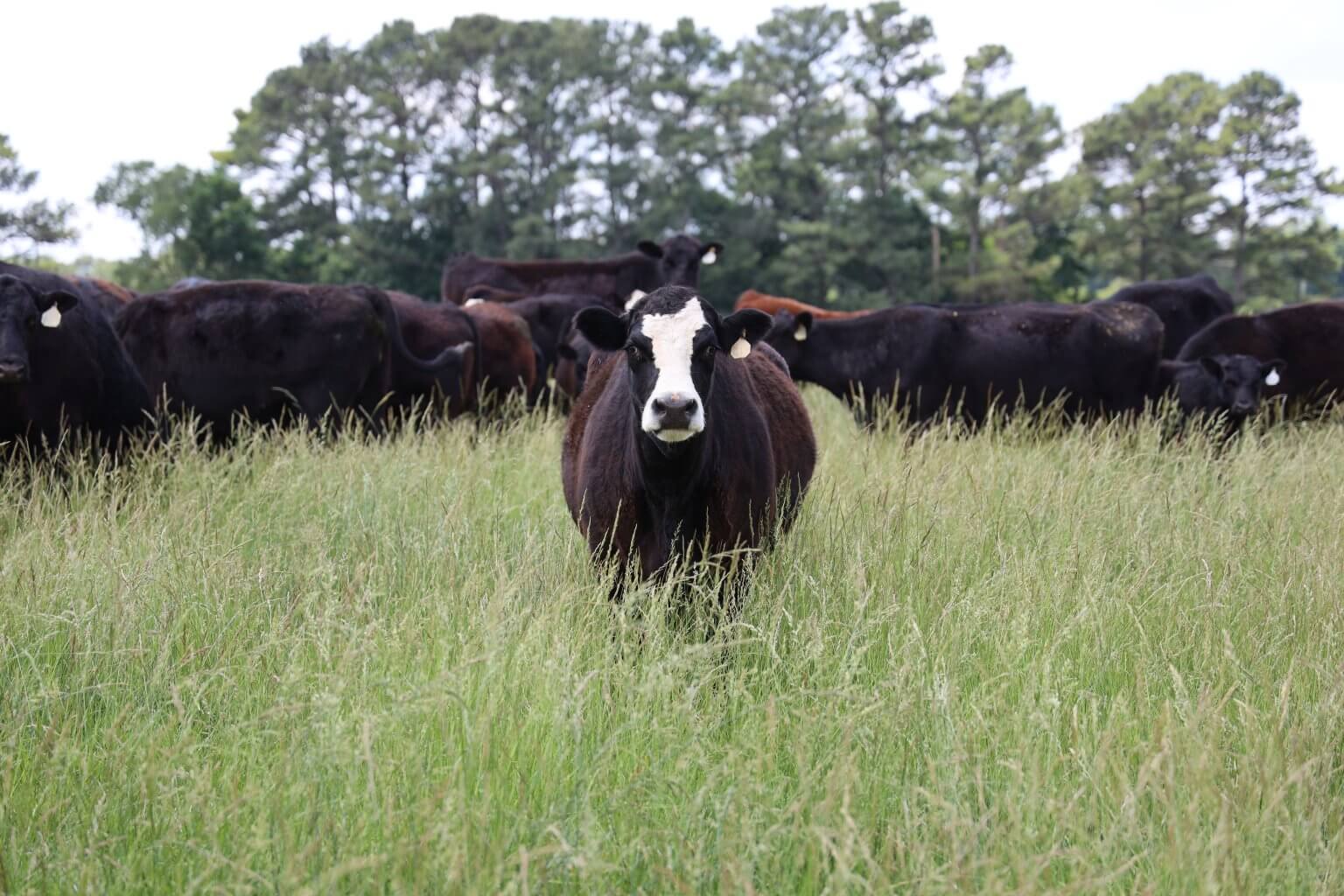 New World Screwworm Detected in U.S. - Alabama Farmers Federation